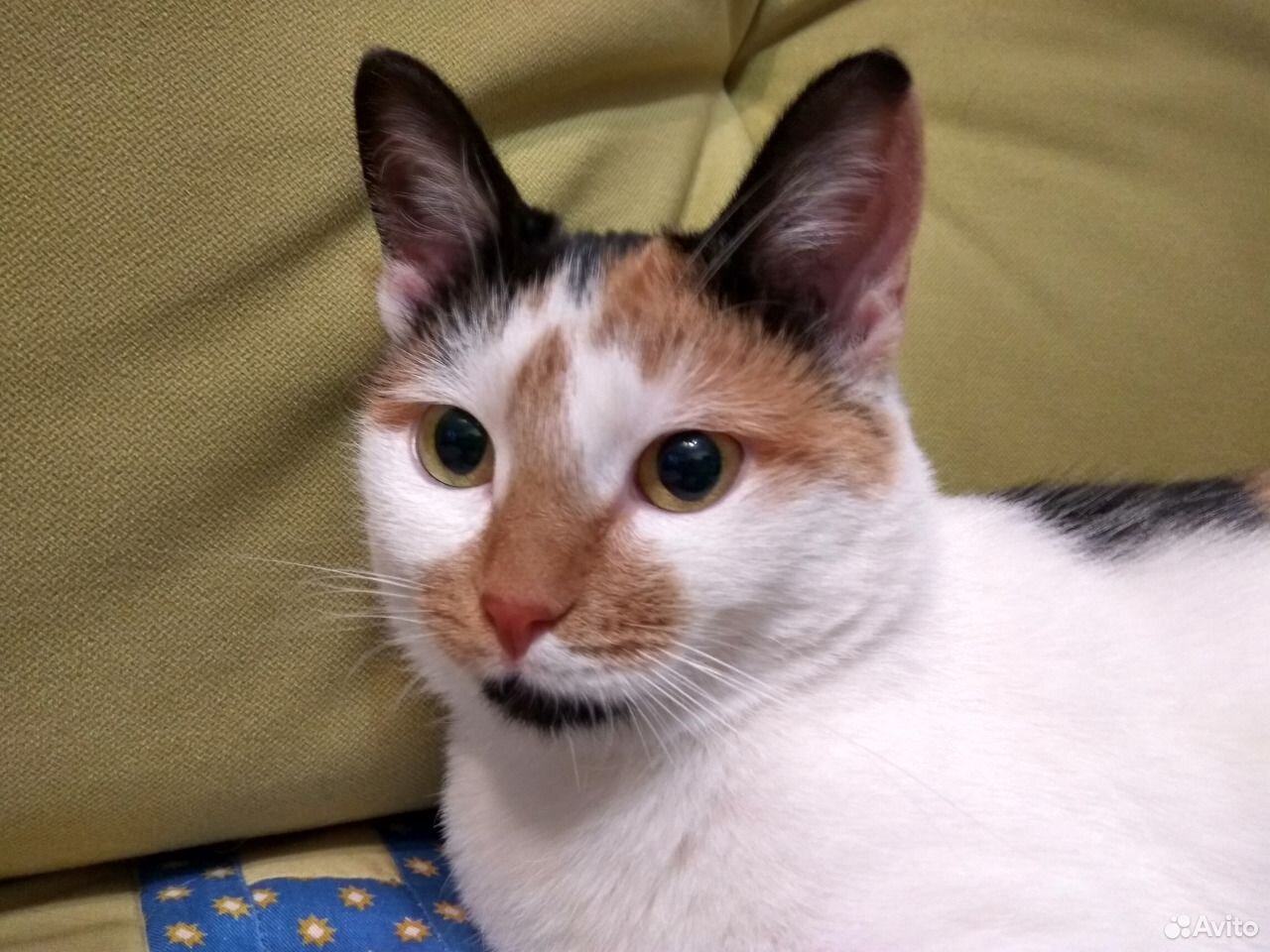 Кошка молодая трехцветка, ласковая, здоровая