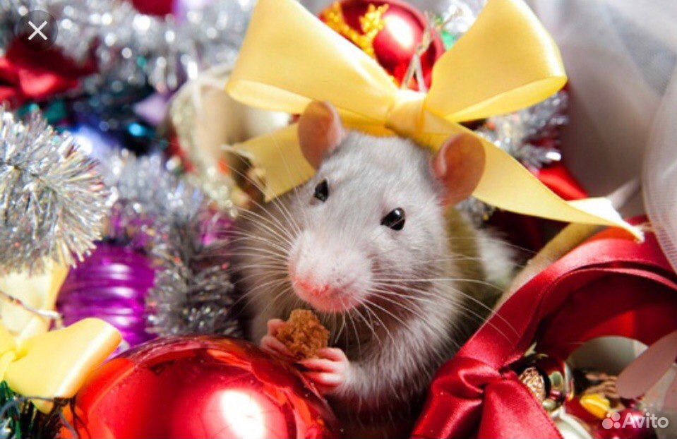 Крыса, крысы, крысята на корм