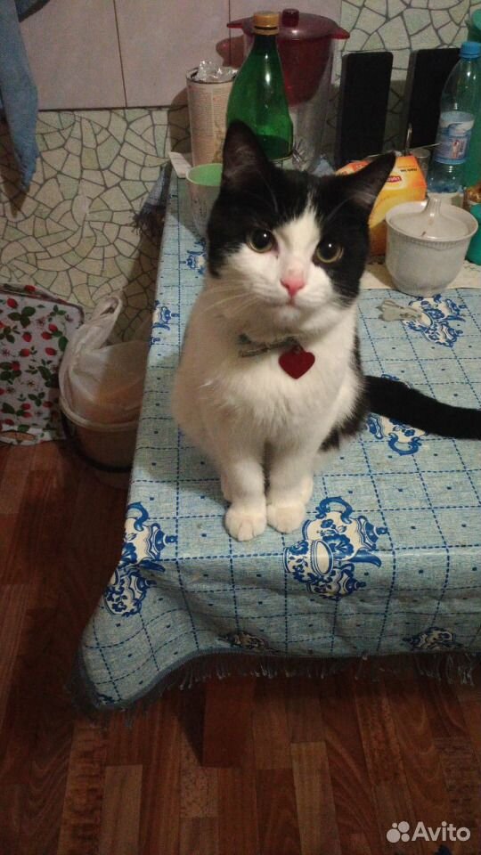 Игривый котик в добрые руки