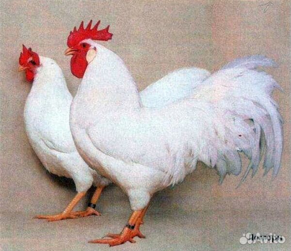 Петухи