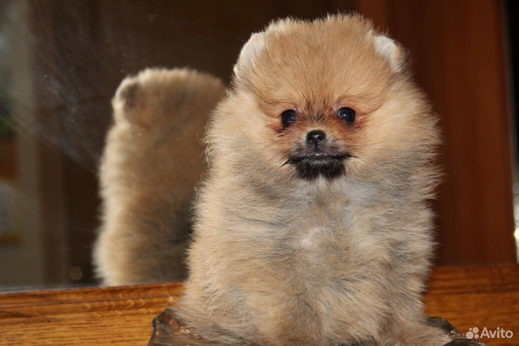 Красивая Девочка. Оранж