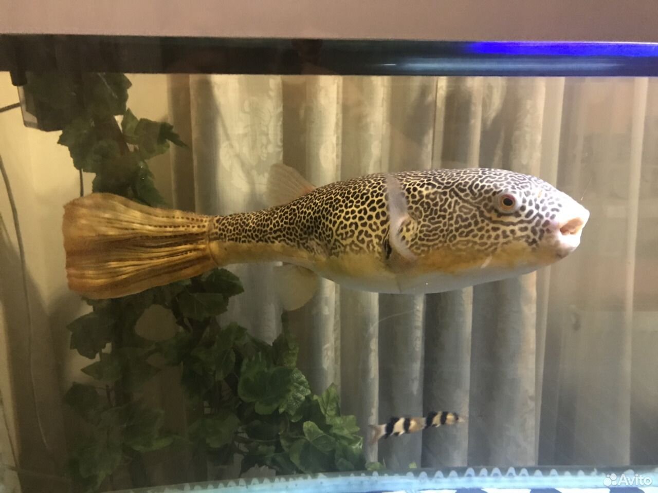 Тетрадон Мбу