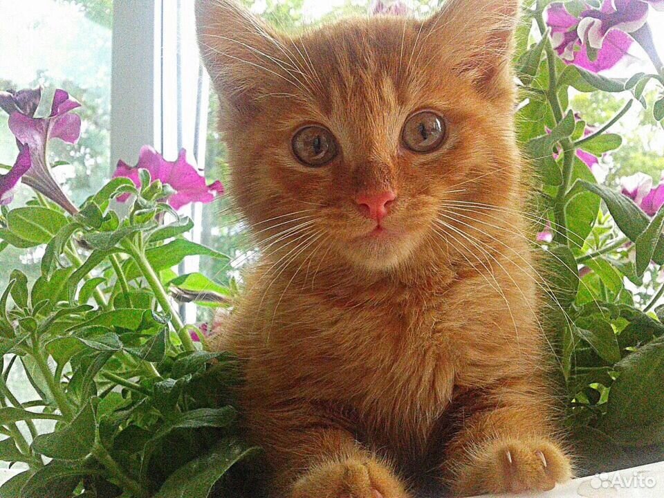 Рыжун домашний)