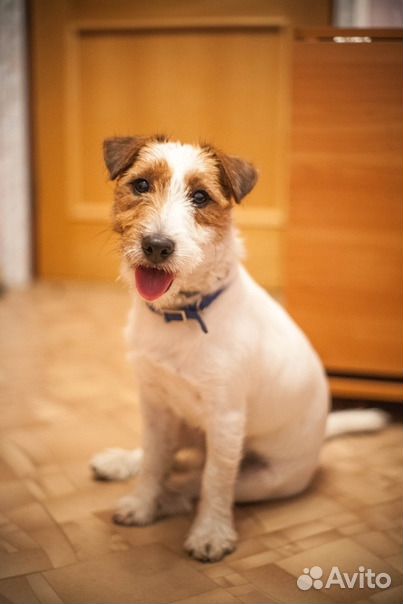 Найден джек рассел терьер