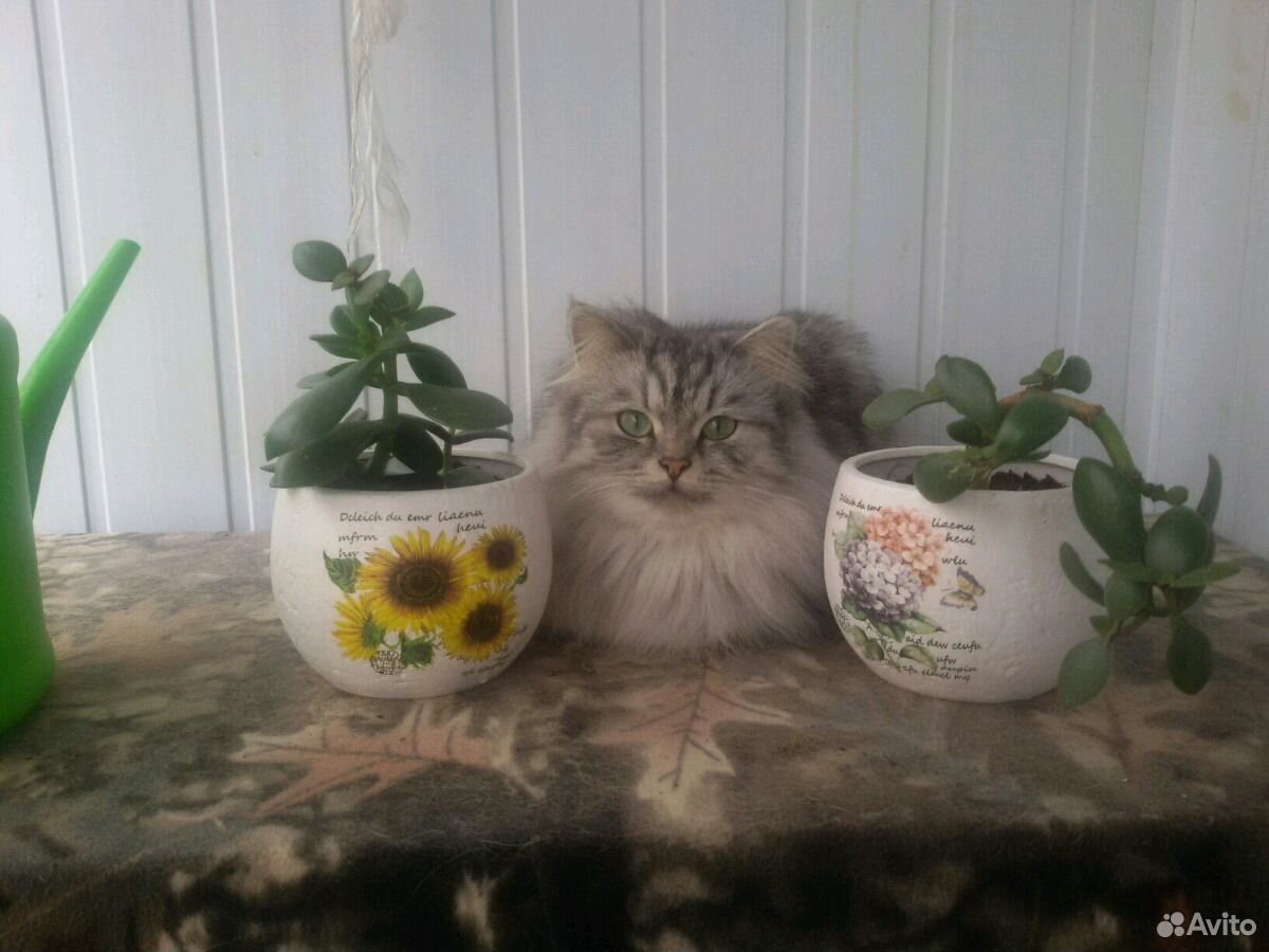 Отдам кошку в добрые руки