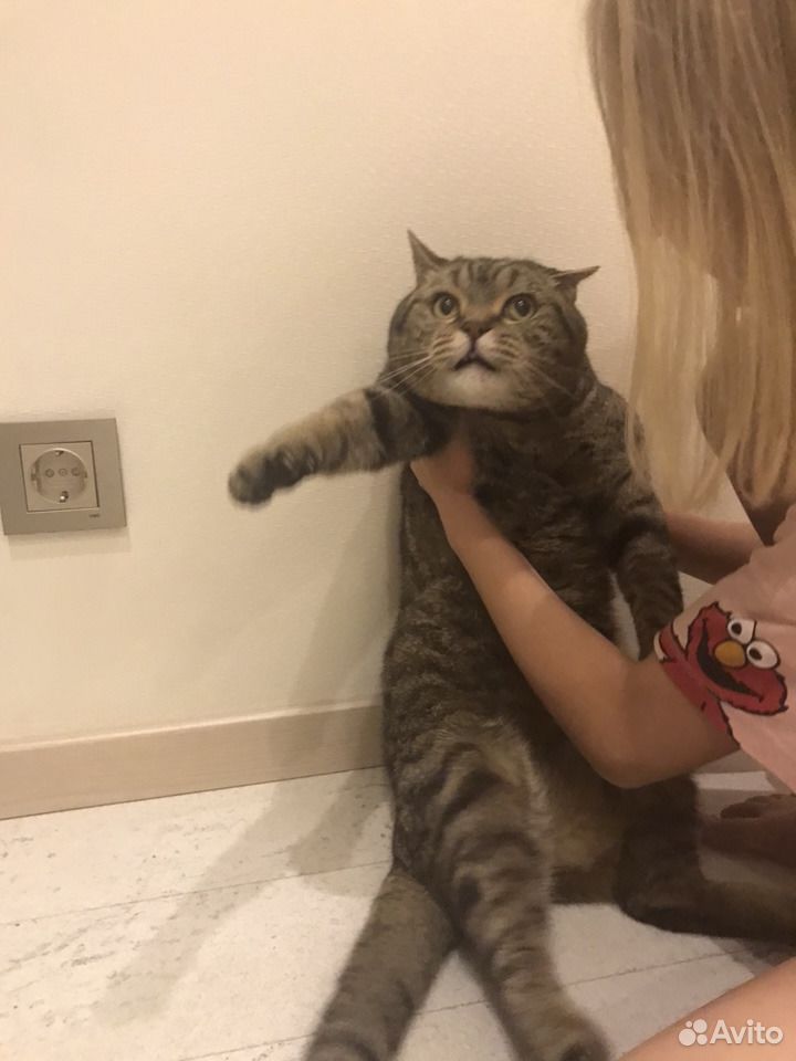 Шотландская