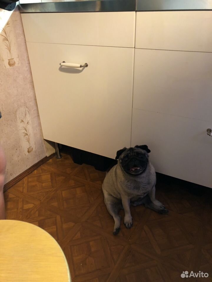 Отдам мопса в хорошие руки бесплатно