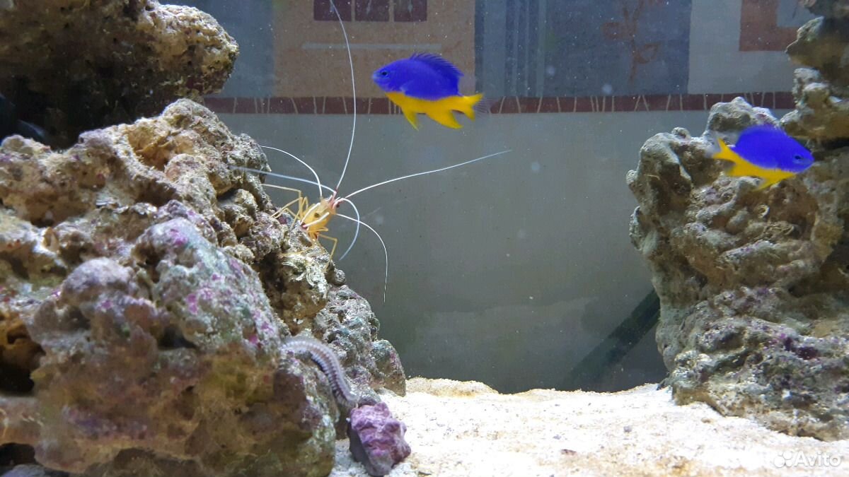 Хризиптеры желтопузые пара. Обмен на мягкоту