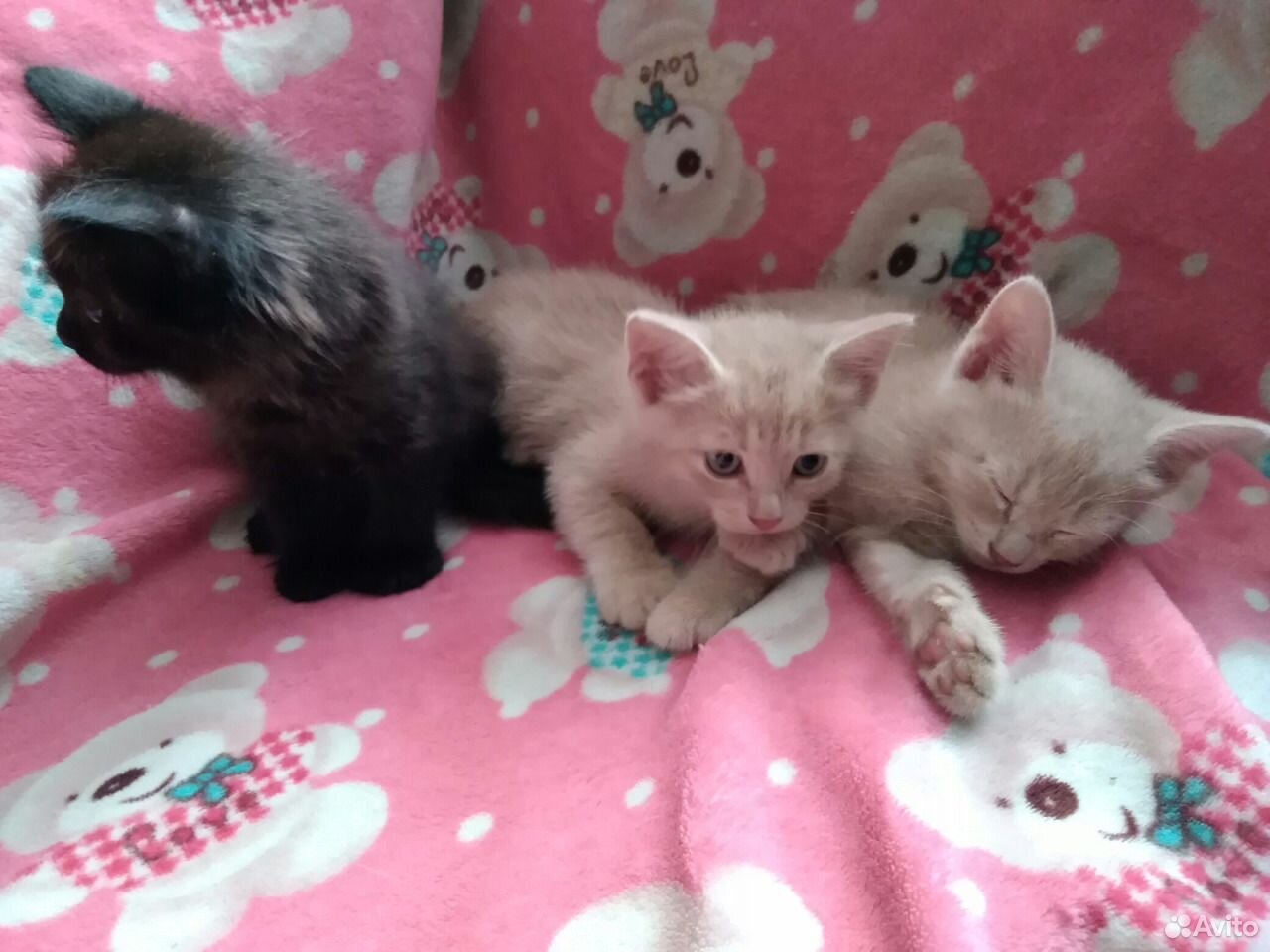 Отдам даром умных котят