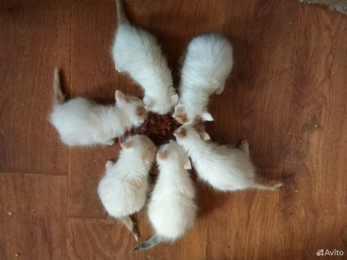 Турецкий ван котята