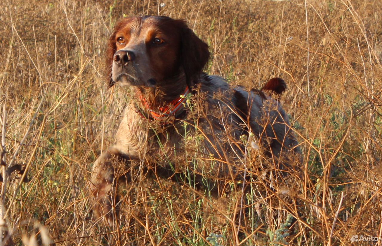 Продаются щенки эпаньол бретон