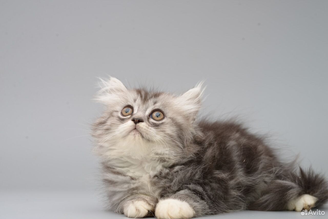 Девочка наполеон длинные лапки