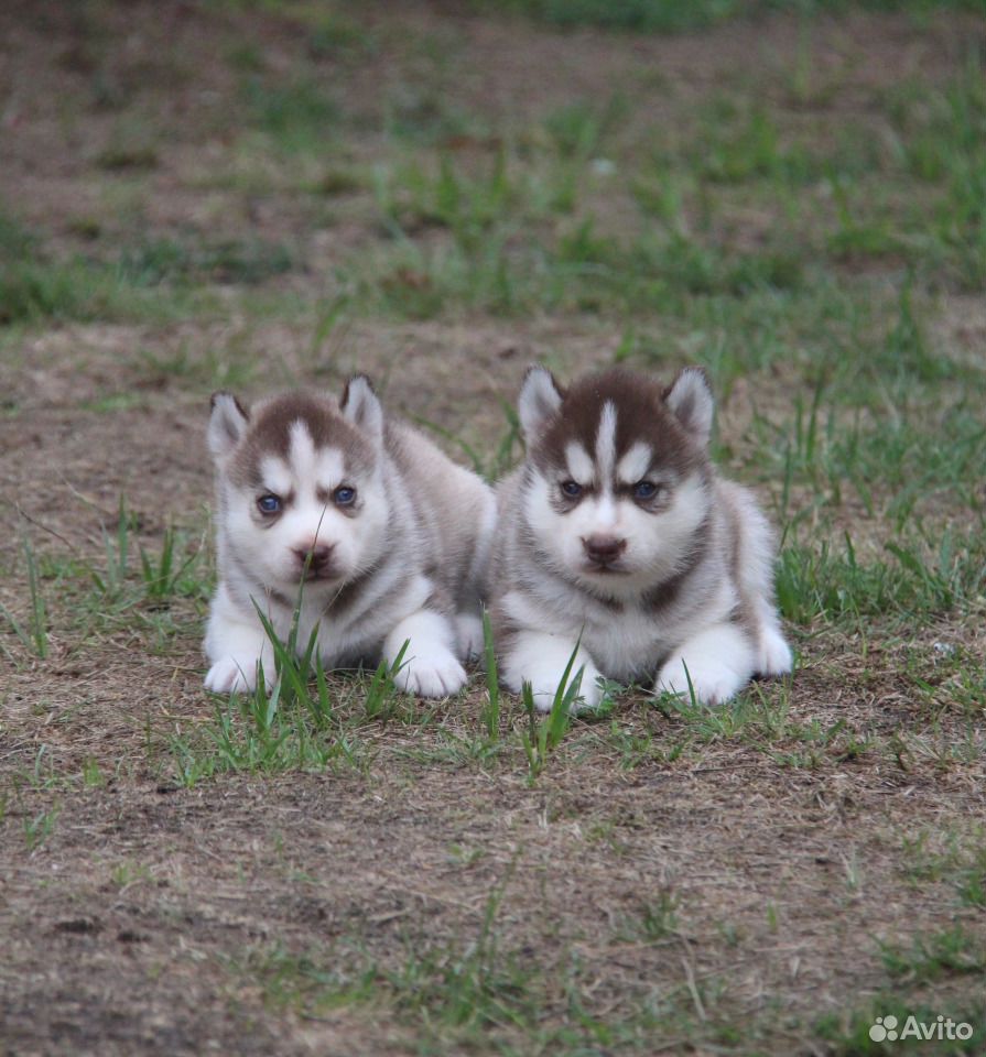 Хаски, две сестрицы