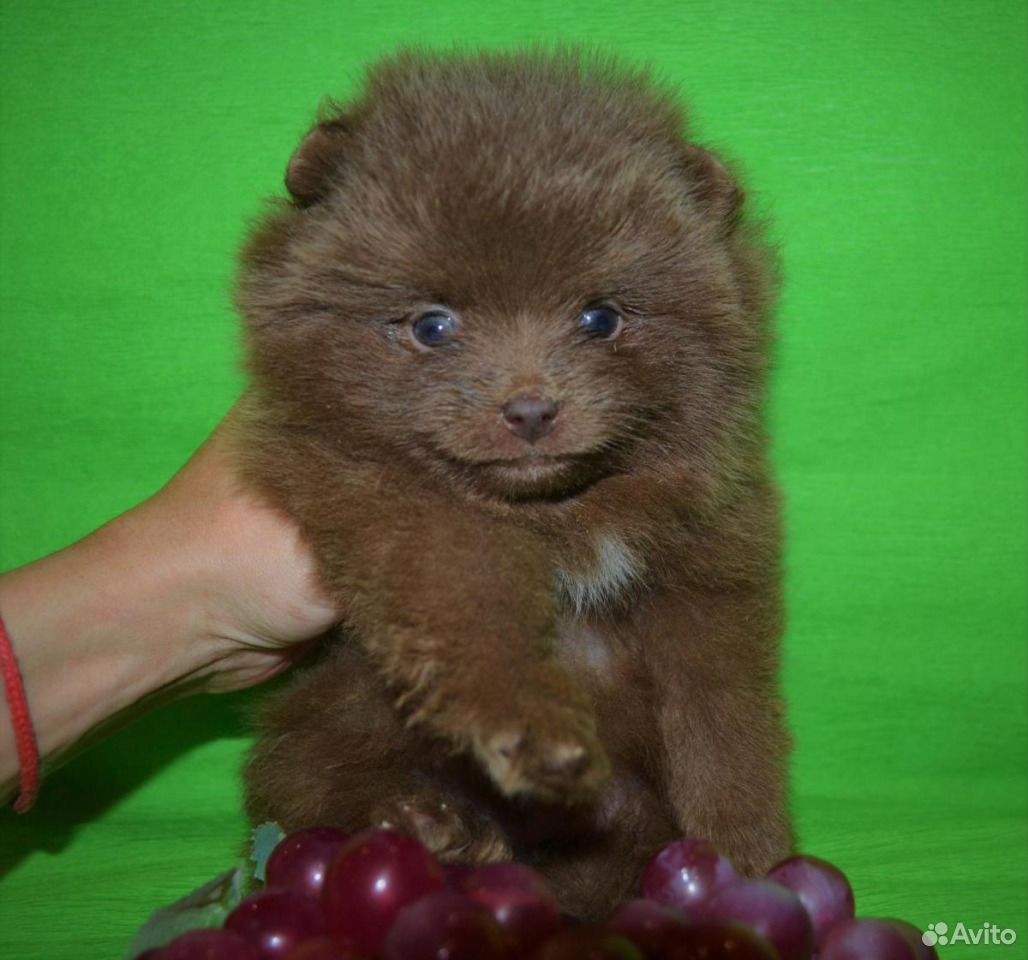 Предлагаю шоколадного мальчика шпица, 15/06/18