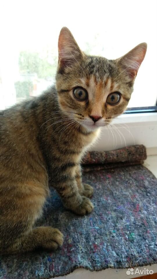 Котенок Юлька ищет заботливых хозяев