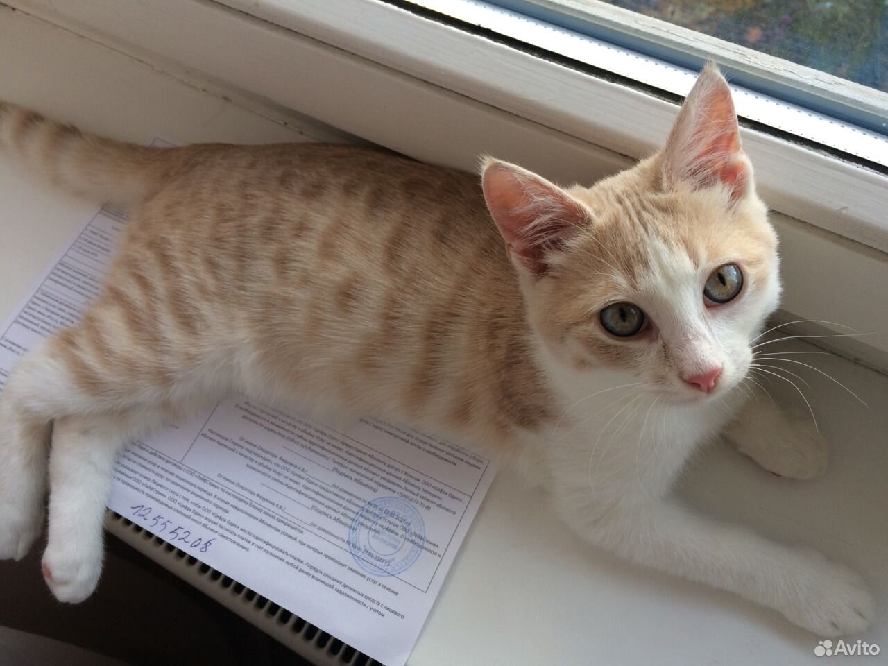 Шикарный кот