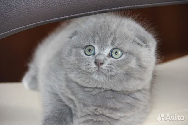 Шикарный котик Гарри,есть девочка,окрасы разные