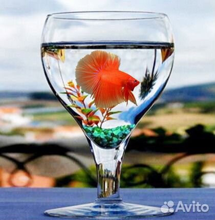 Аквариум- комплект, петушки разноцветные