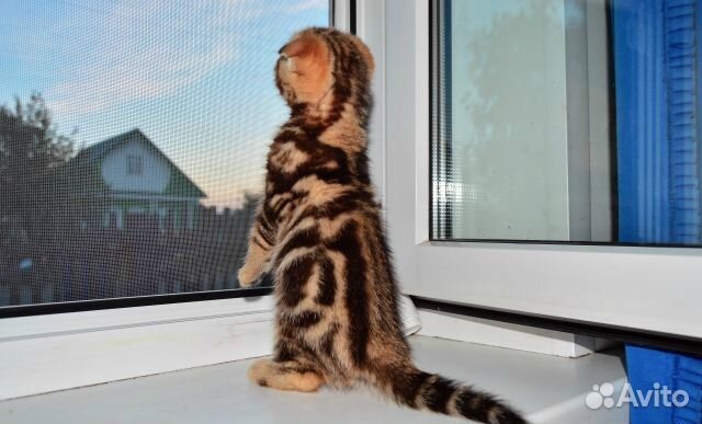 Вислоухие котята