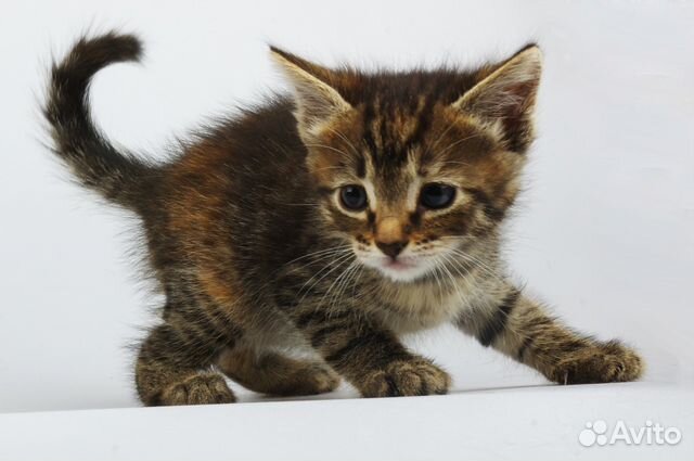 Полосатый мальчик котенок