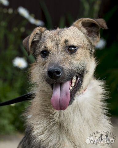 Бородатые мальчишки Чук и Гек ищут дом