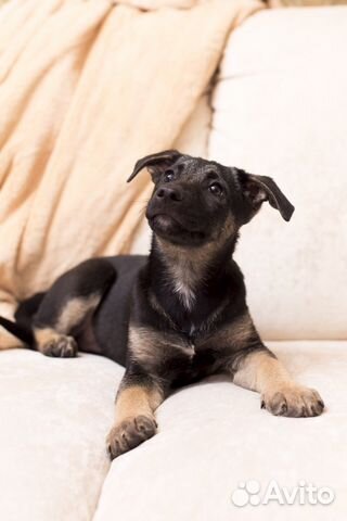 Щенок Эльза