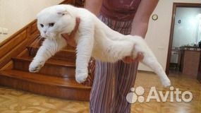 Есть котята