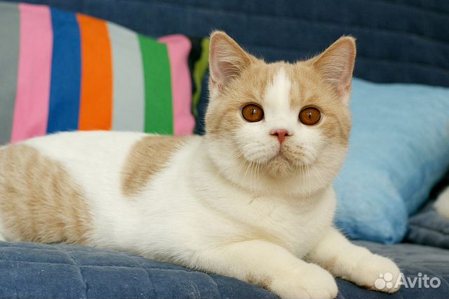 Очаровательный британский джентльмен