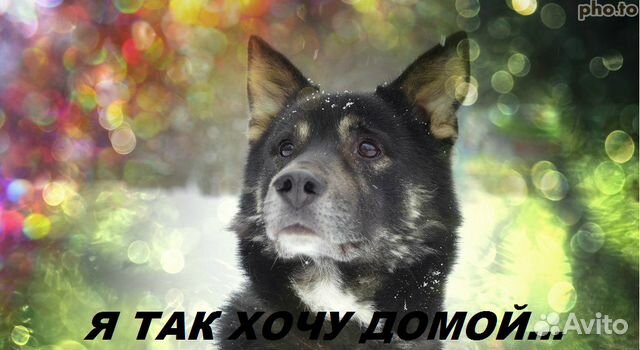 Возьмите счастье в дом