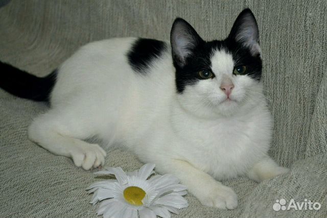 Машка котенок 8 месяцев