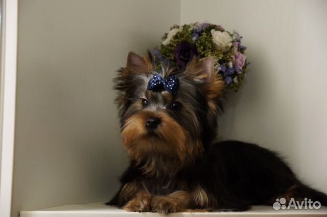 Подрощенные щенки йоркширского терьера