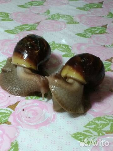 Улитки домашние