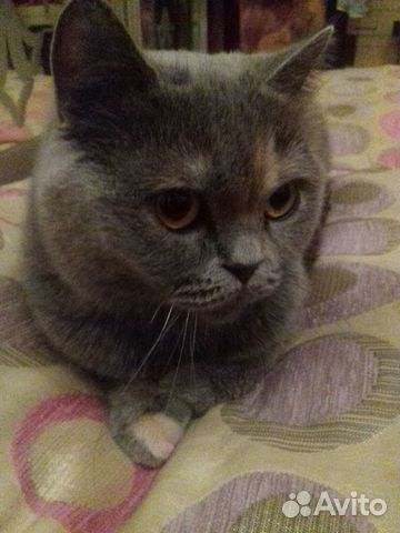 Красавица Софи