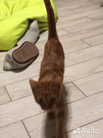 Отдам прекрасного рыжего котёнка