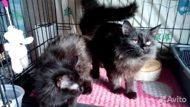 Дивные котята-девочки чёрные сибирочки 3,5 мес