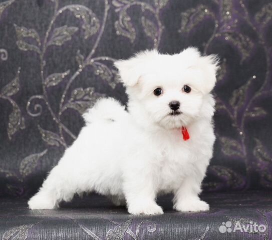 Милые щеночки Мальтезе, миниатюрные