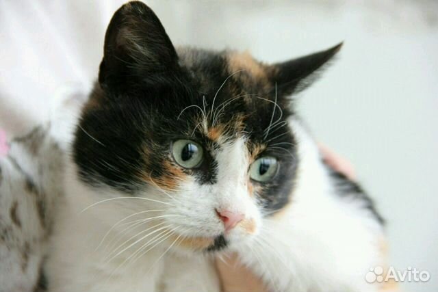 Джеки в поисках жома)