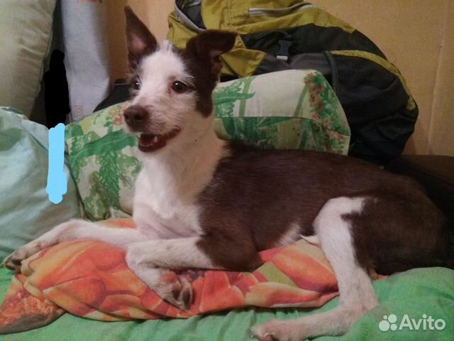 Китайская хохлатая в добрые руки