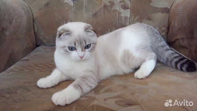 Вислоухая кошечка в колорном окрасе