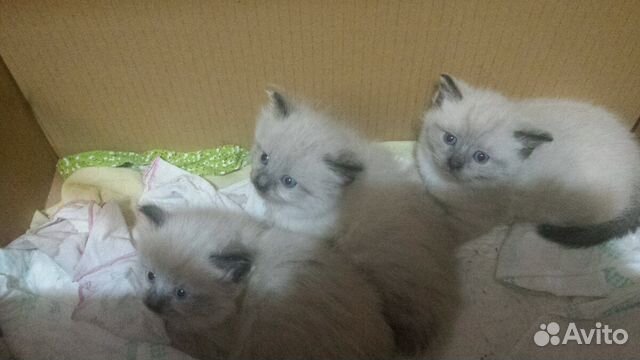 Сиамские котята