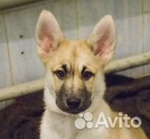 Щенок, 3,5 мес., мальчик, привит. В добрые руки