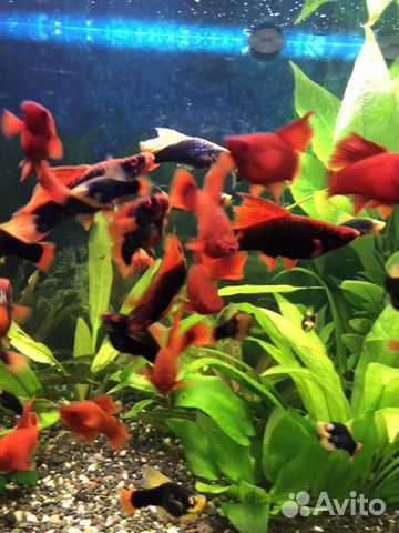 Меченосцы и пецилиии