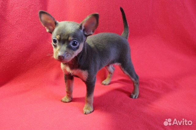 Русский Той. Мальчик. Шоколадка 24.02.2018