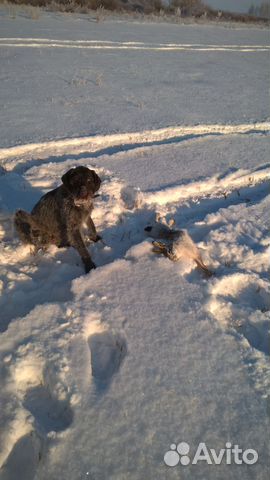 Нужен кобель породы дратхаар для вязки