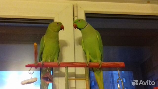 Ожереловые попугаи