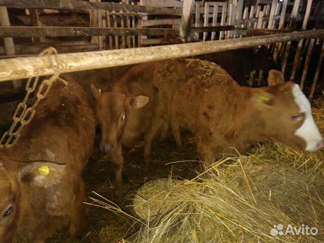 Продам телят