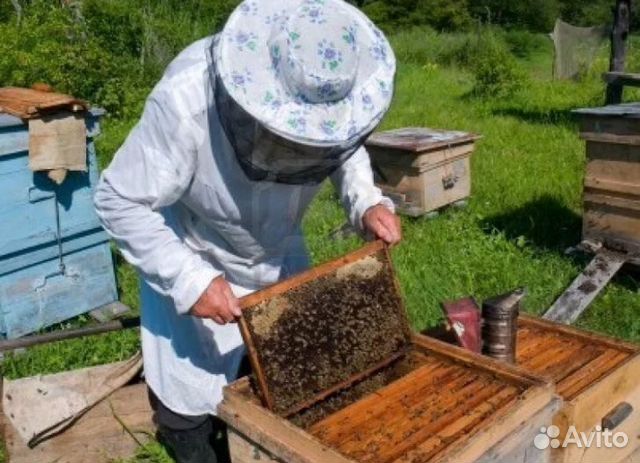 Пчёлы с ульями