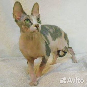 Девочка канадочка