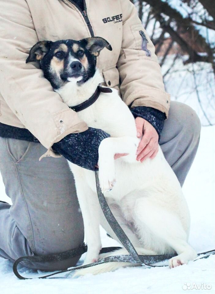 Красавица из приюта - очень нужен дом