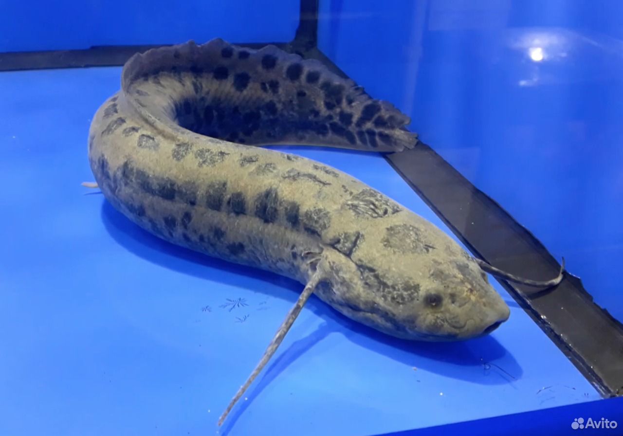 Protopterus aethiopicus